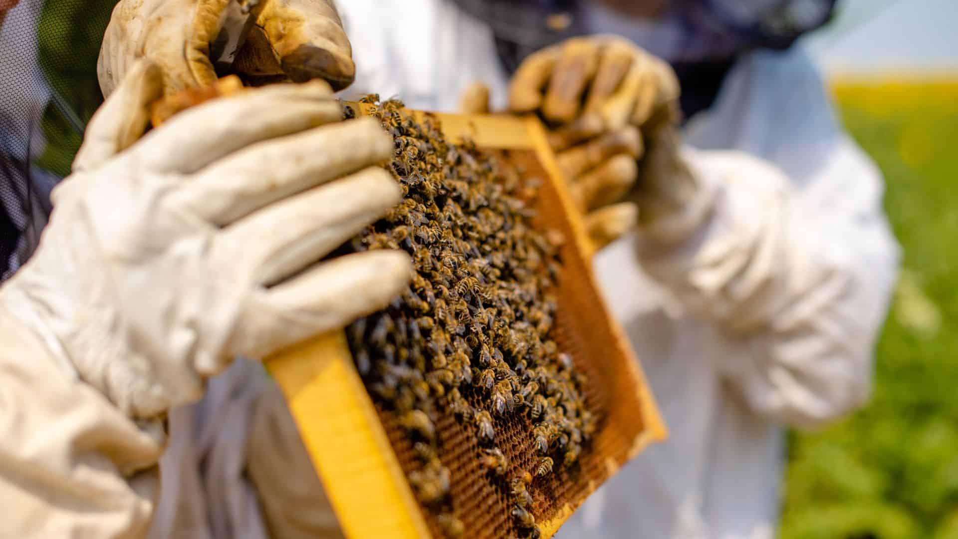 How to Identify Real Raw Honey: 6 Tips and Tricks - Raw Honey Reviews